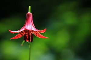 List of 50+ Different Types of Lilies With Pictures
