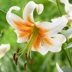 List of 50+ Different Types of Lilies With Pictures