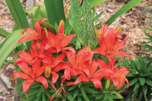 List of 50+ Different Types of Lilies With Pictures